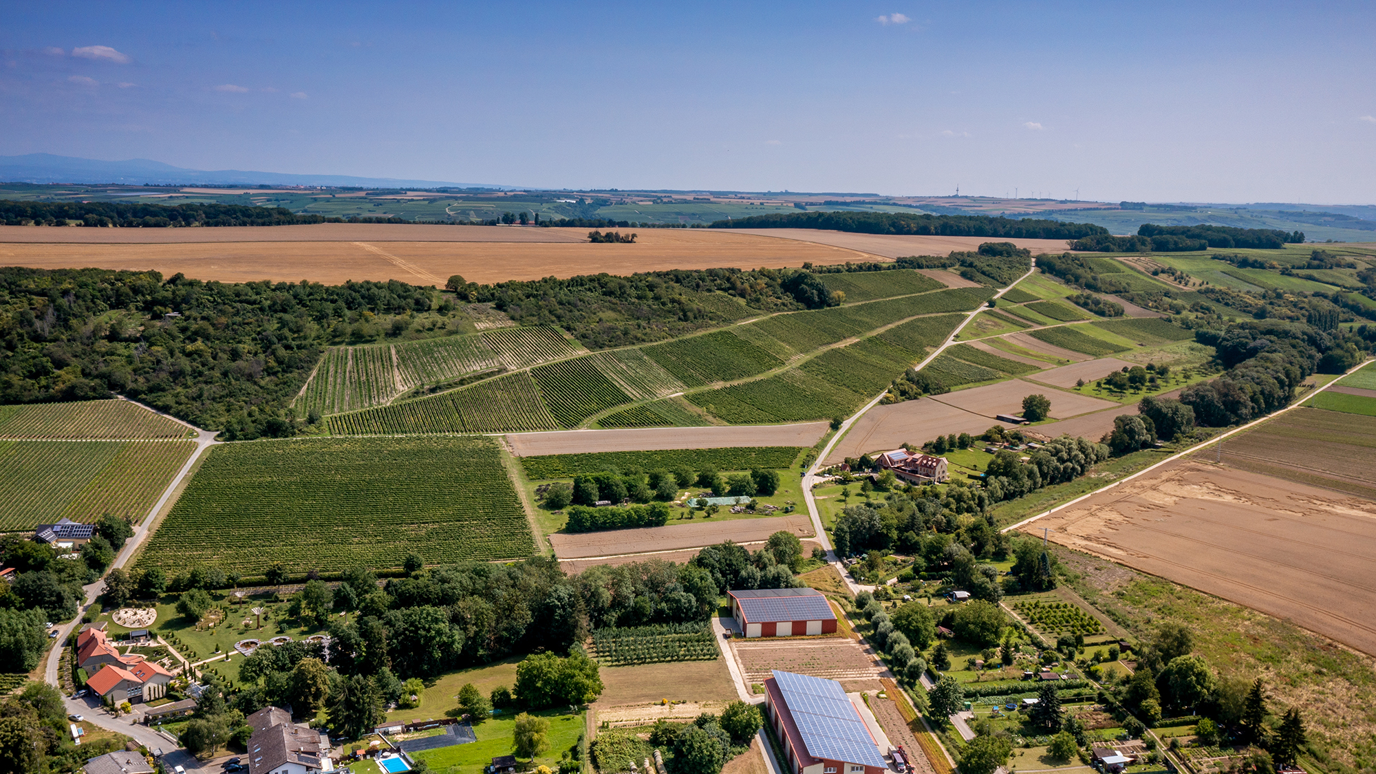 Appenheimer Hundertgulden - Ingelheim