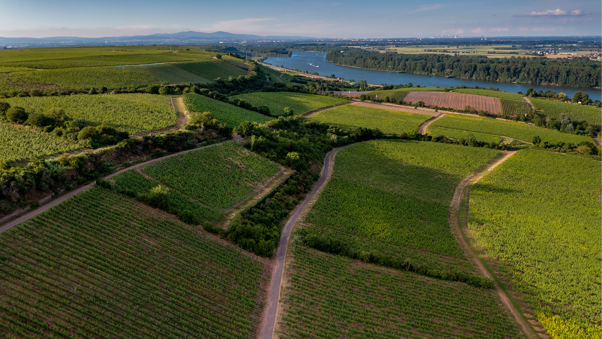 Niersteiner Ölberg (Oil mountain of Nierstein) - Vineyards - Terroir ...