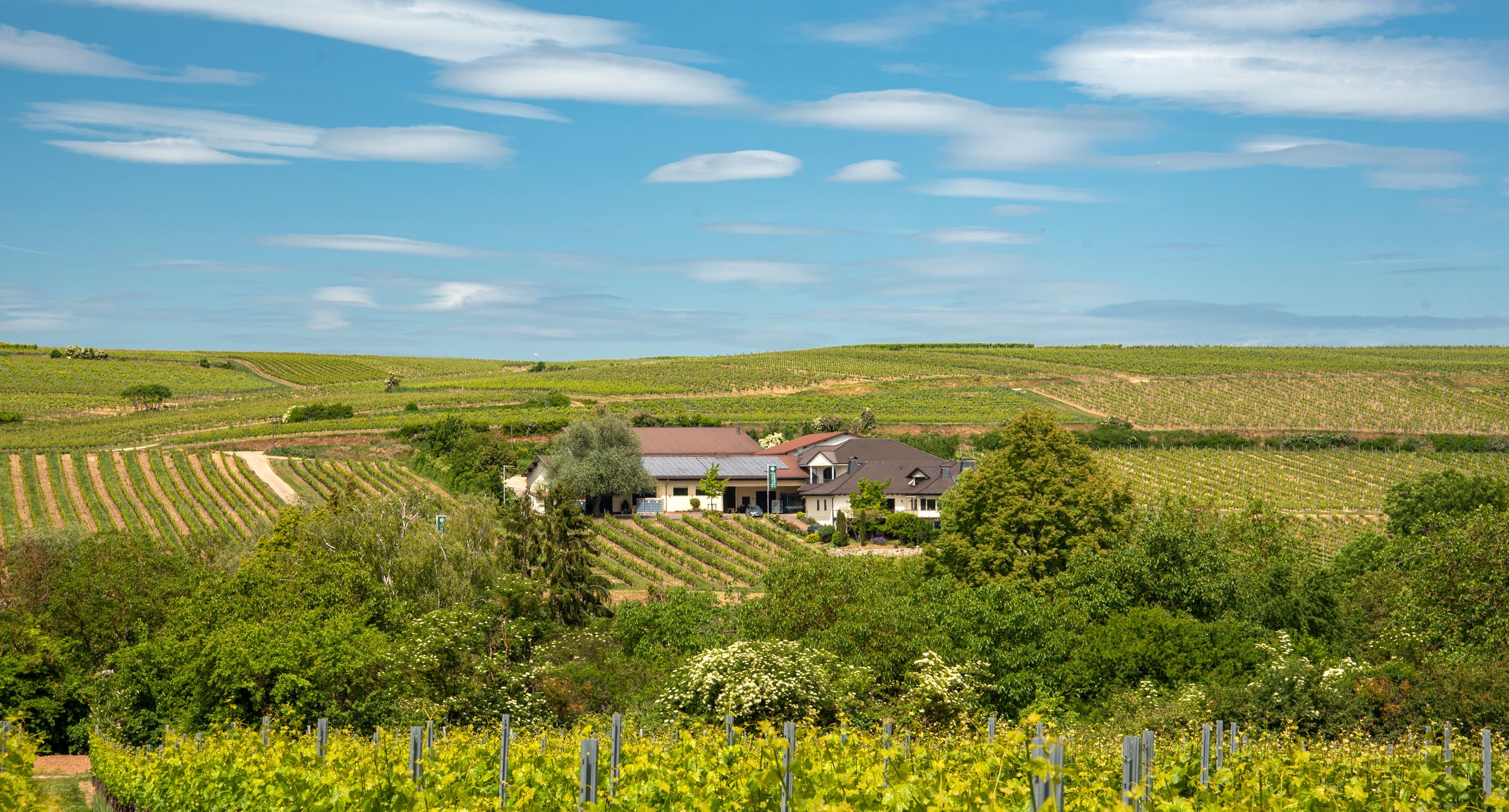 G&M Machmer - Winzerbetrieb in Rheinhessen